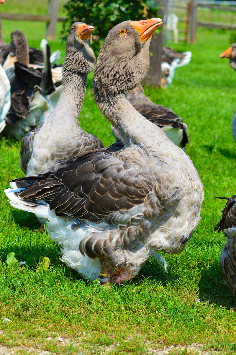 Raising Giant Dewlap Toulouse Geese and Heritage Narragansett Turkeys ...